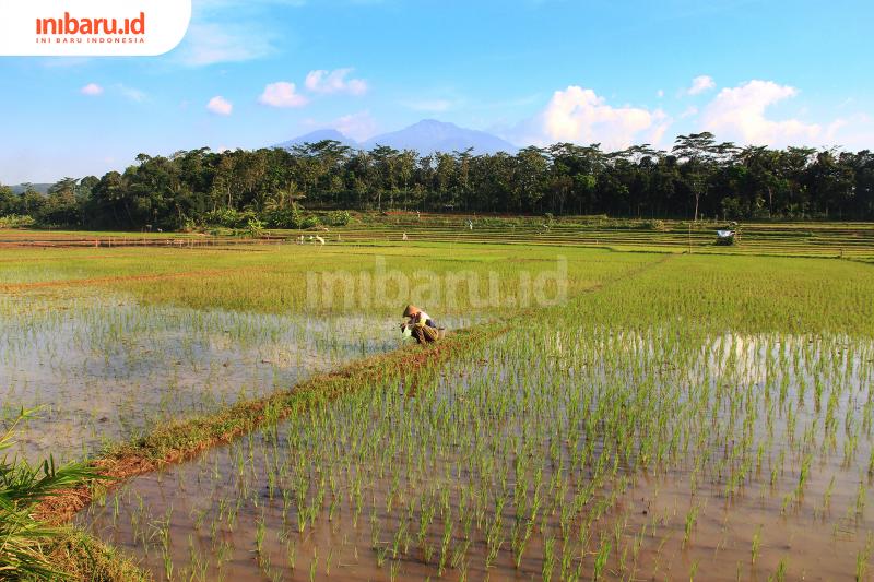 Sawah-Sawah Ini Paling Indah Se-Indonesia. Di Mana Saja?