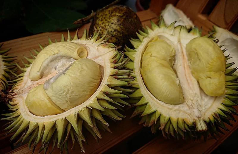 Berbagai Buah Asal Kalimantan yang Serupa dengan Durian