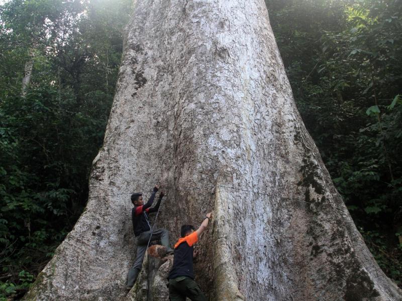 Pohon Medang di Kabupaten Agam, Berumur Ratusan Tahun, Terbesar di Dunia