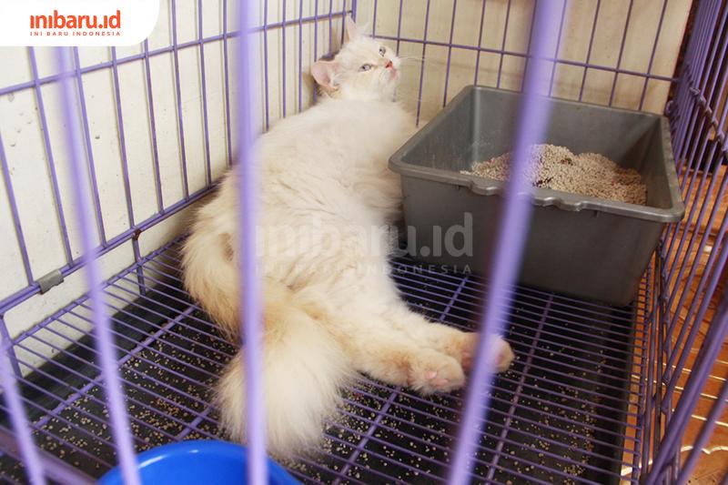 Sampai Berapa Lama Kucing Bisa Hidup?