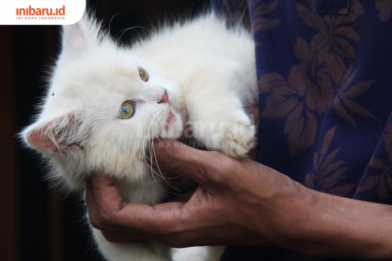 Cerita Unik Muezza, Kucing Kesayangan Nabi Muhammad SAW