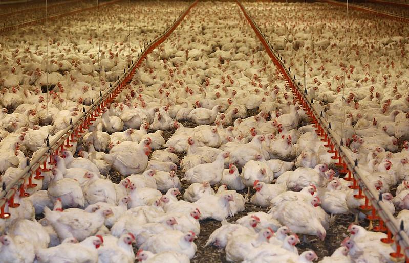 Ayam Broiler Disuntik Hormon, Beneran Nggak, Sih?