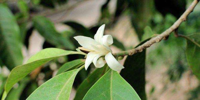 Tanaman Bunga 'Sakral' di Masjid Gedhe Kauman: Sawo, Kantil, dan Tanjung