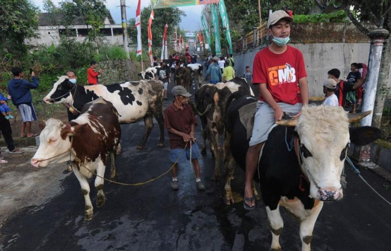 Sapi-Sapi di Boyolali Ikut Berlebaran sejak 1950-an