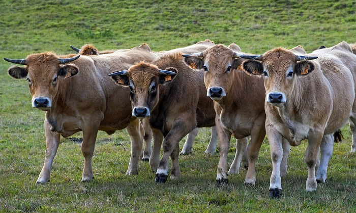 Apa Saja Hikmah Berkurban?