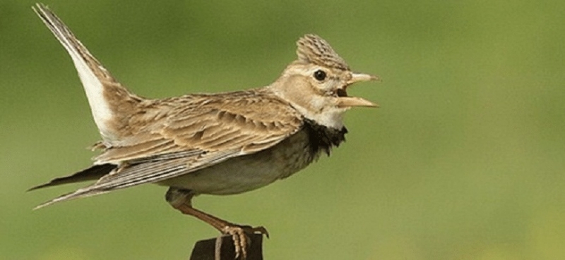Senarai Fauna Identitas Daerah di Jawa Tengah: Burung Branjangan ...