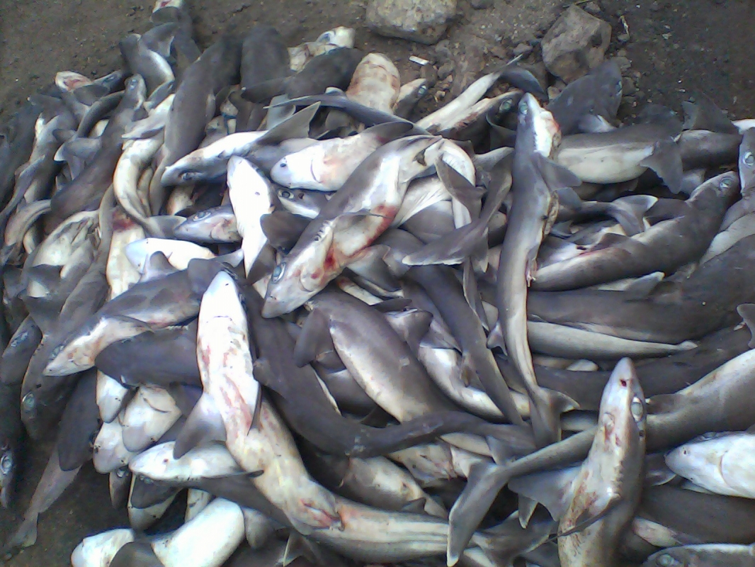 Bikin Heran, 110 Ikan Hiu Mati Mendadak di Penangkaran Karimunjawa Bikin Heran, 110 Ikan Hiu Mati Mendadak di Penangkaran Karimunjawa