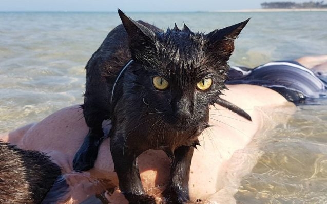 Nathan, Kucing yang Hobi Berenang