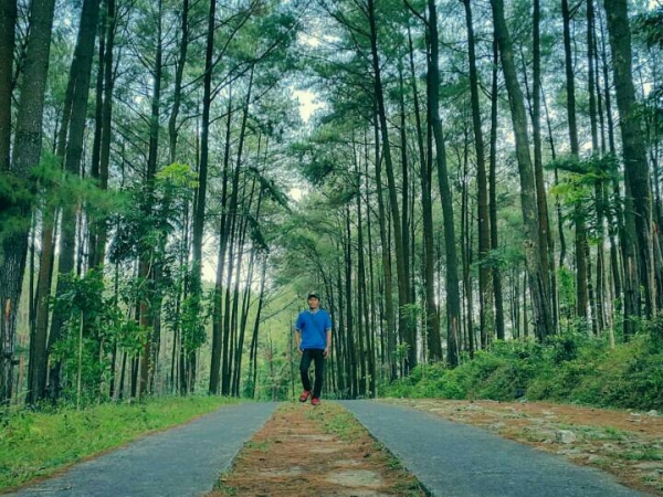 Liburan Tenang di Tengah Hutan Pinus Suwondo